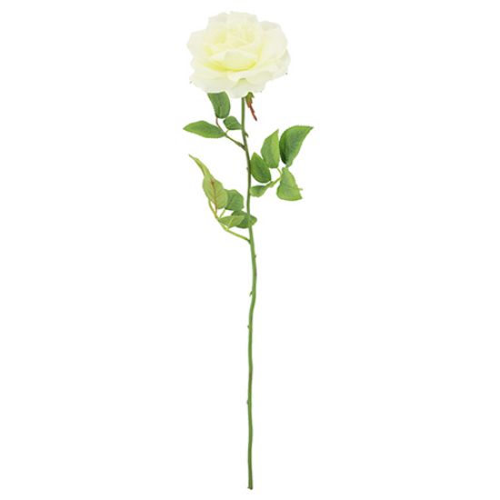 74cm Large Tea Rose Ivory - Single Stem – Titleys Flowers / Direct ...