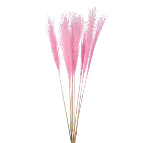 70cm Dried Miscanthus Light Pink - 10 stems - Dried Flowers – Titleys ...