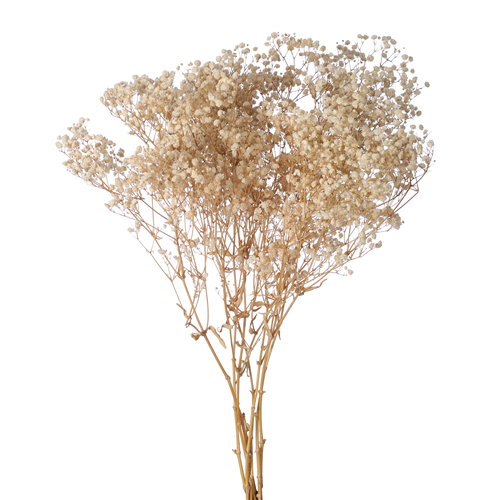 70cm Dried Cream Gyp Gypsophila Babies Breath - approx 120g - Dried Fl ...